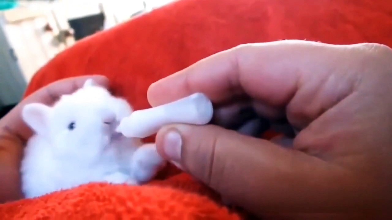 Cute bunny drinking milk - video Dailymotion
