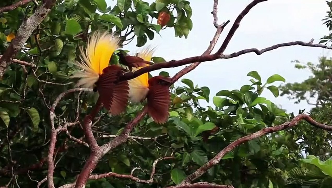 Wonderful Dancing Birds Compilation - Video Dailymotion