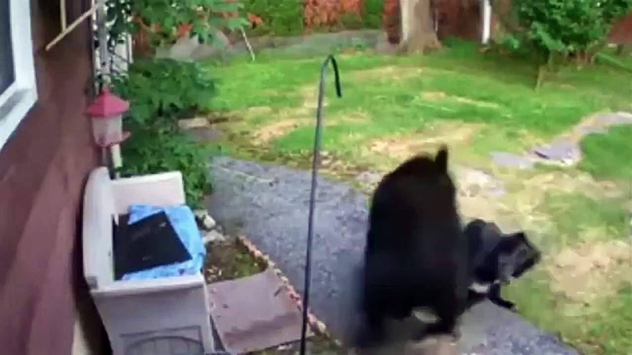 When Animals Messed With The Wrong Opponent! - video Dailymotion