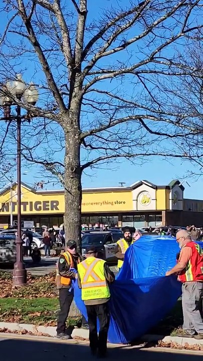 Wildlife Rescuers Tranquilizes and Catches Black Bear in Tarp for ...