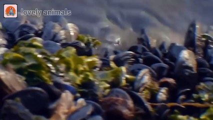 Animals sound by Lovely animals - Dailymotion