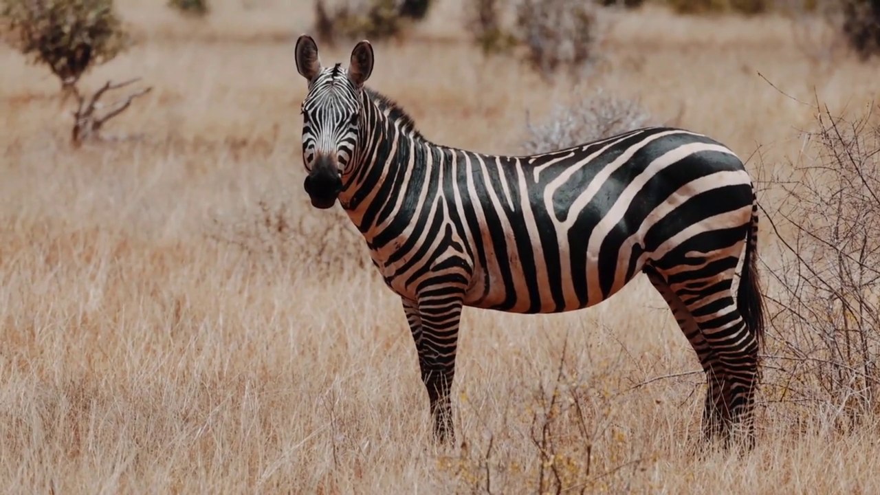 Zebra Royalty Free Videos | Amazing African Wildlife Footage | Zebra ...