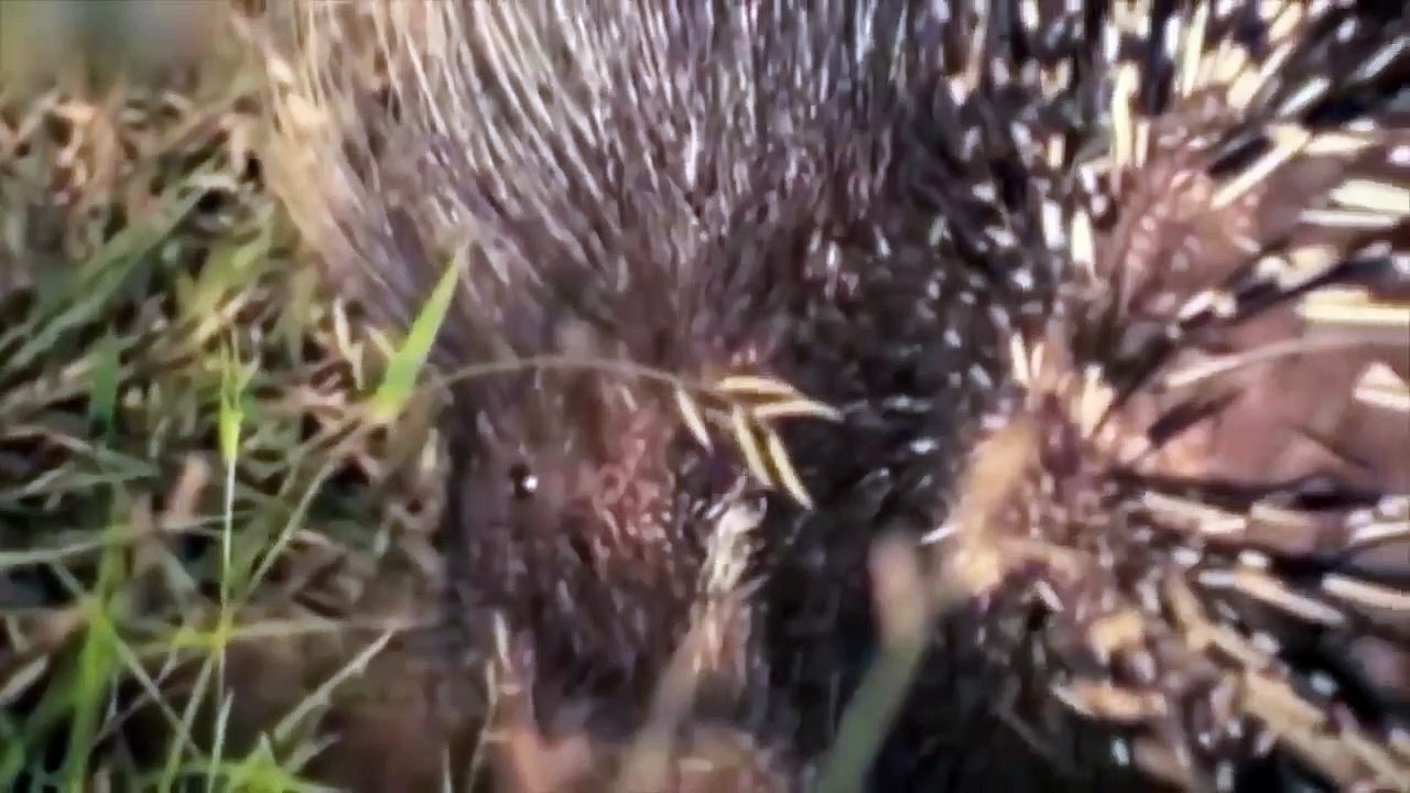 Porcupine Too Danger Porcupine Vs Lion Real Fight Powerful Big Cat ...