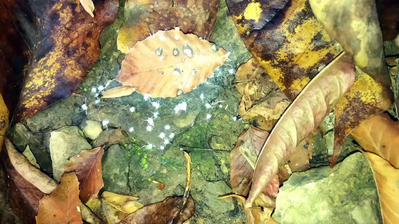 Bug Dance Party - video Dailymotion