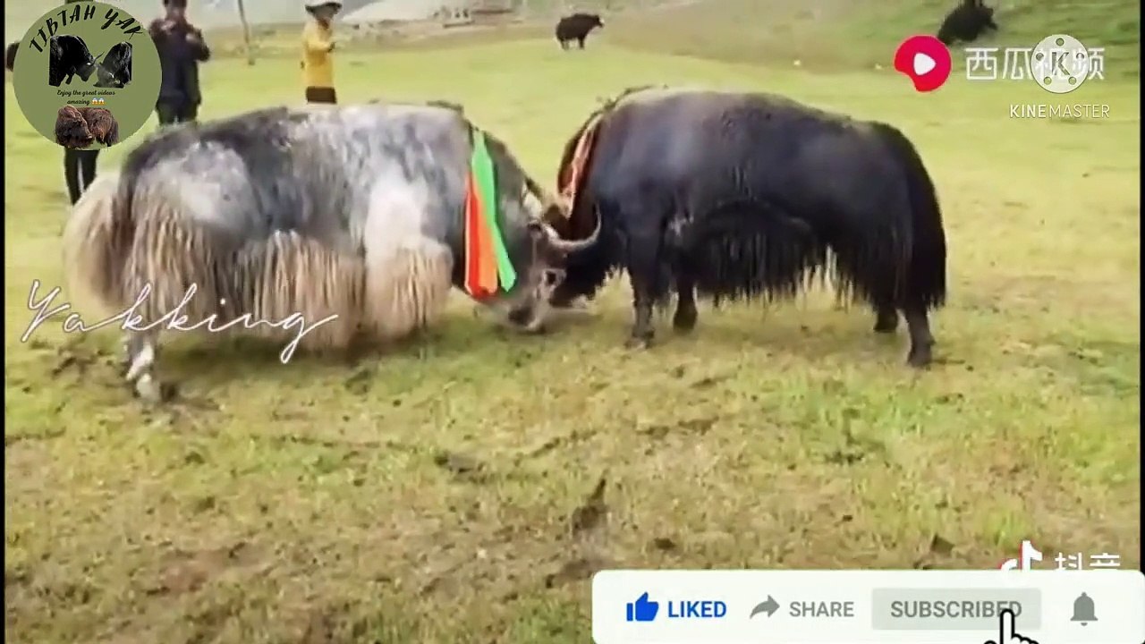 This simi-Black Yak can Defeat many another strong Yaks (Yak Fighting ...