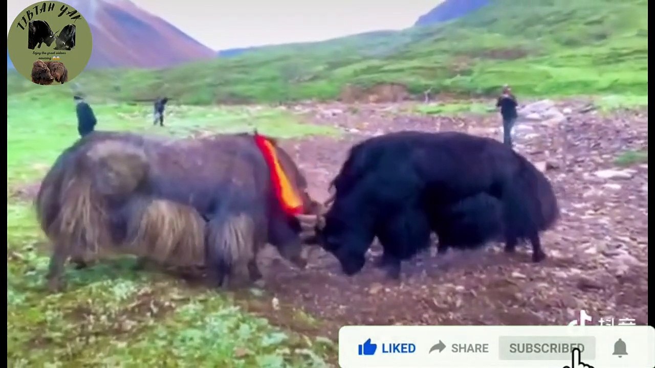 These Two Big Yaks are Fight in Yak enclosure - video Dailymotion