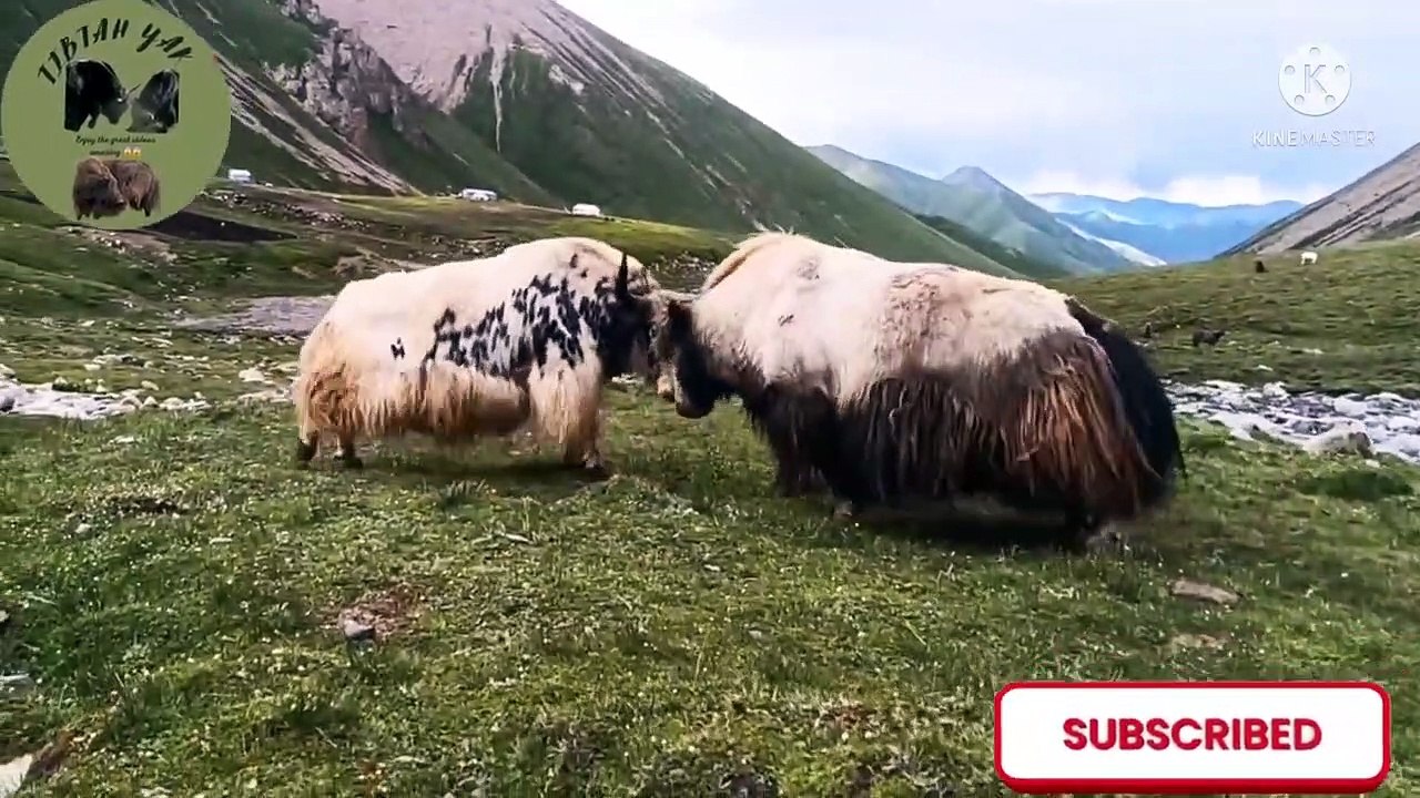 Wow wow six Yaks are fighting in same time (Yak Fight) - video Dailymotion