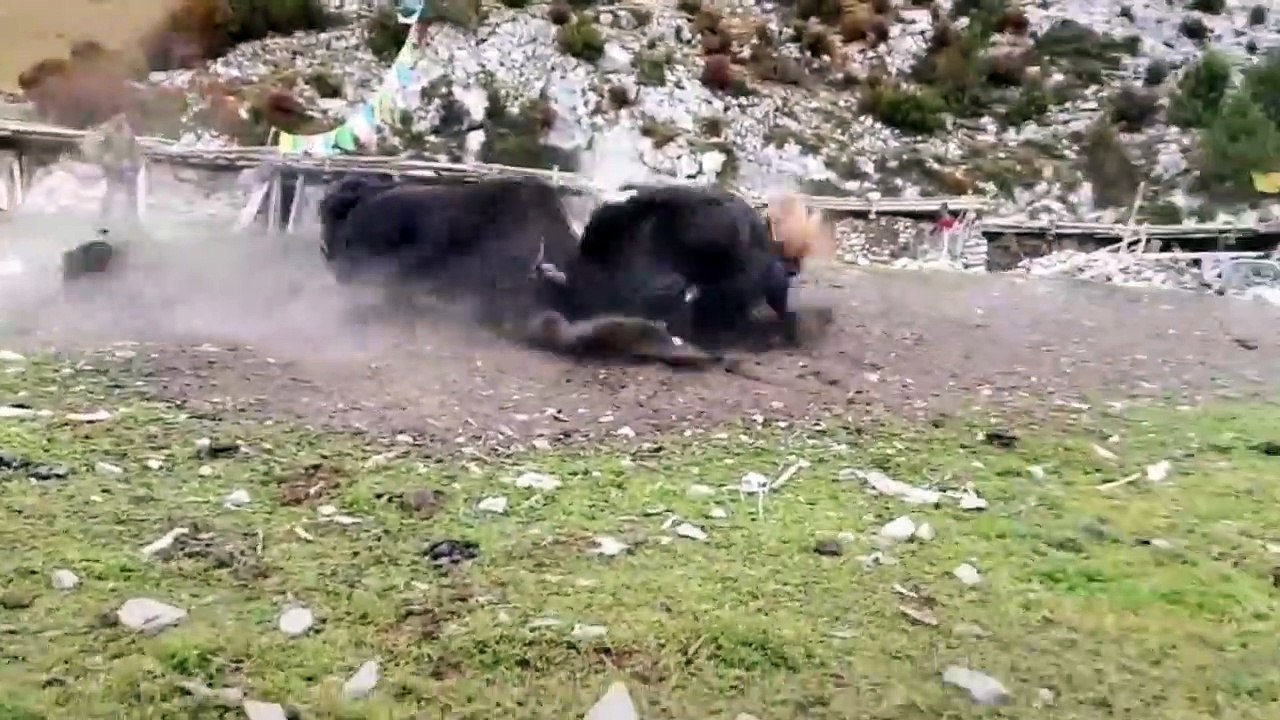 Fighting by two Tibetan long haired Yaks - video Dailymotion