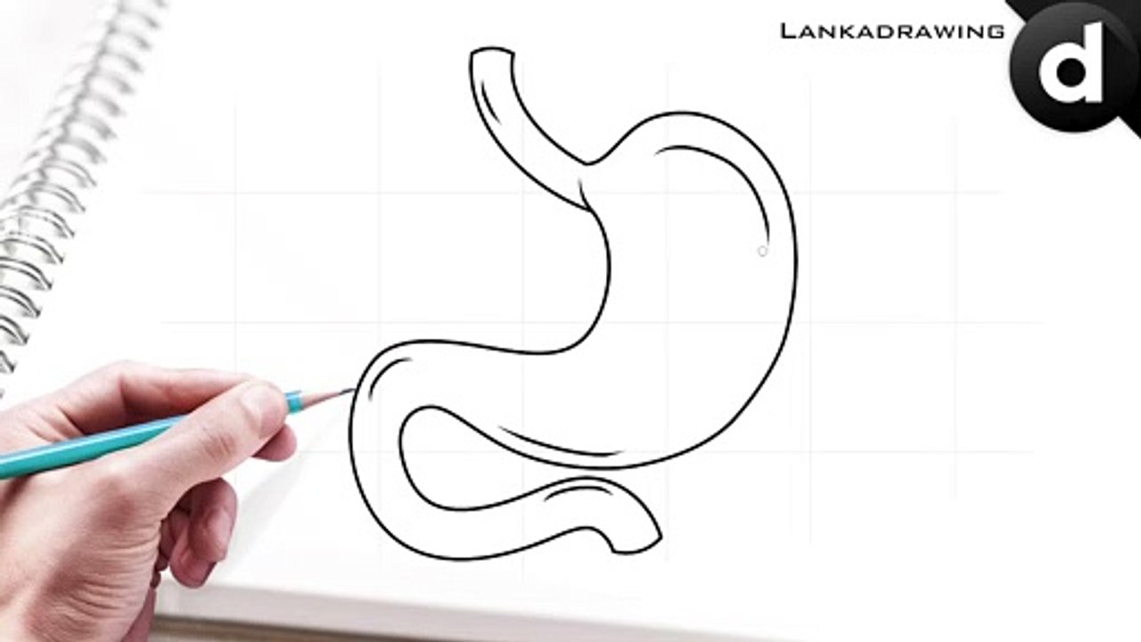 how to draw human organs stomach simple and easy - video Dailymotion