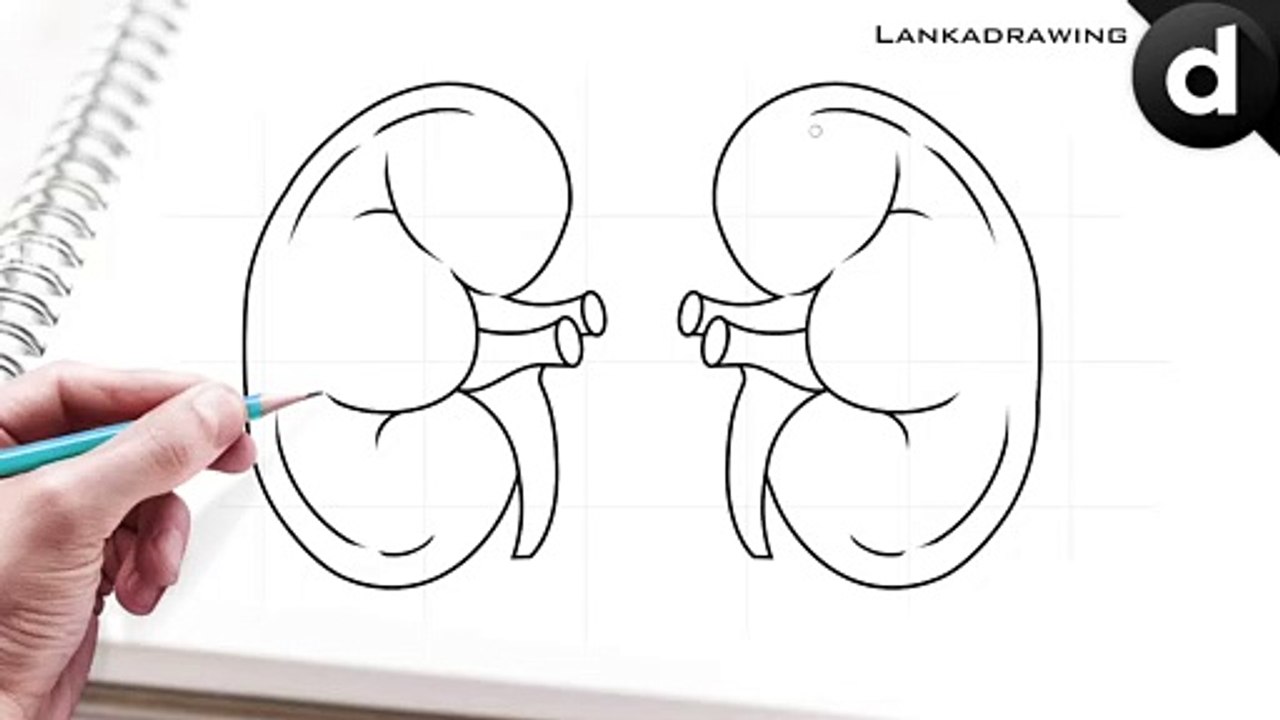 how to draw a simple and easy kidney human organ - video Dailymotion