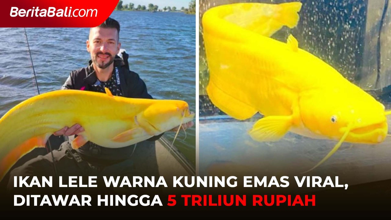 Viral Ikan Lele Warna Kuning Emas, Ditawar hingga Rp5 Triliun - Video ...
