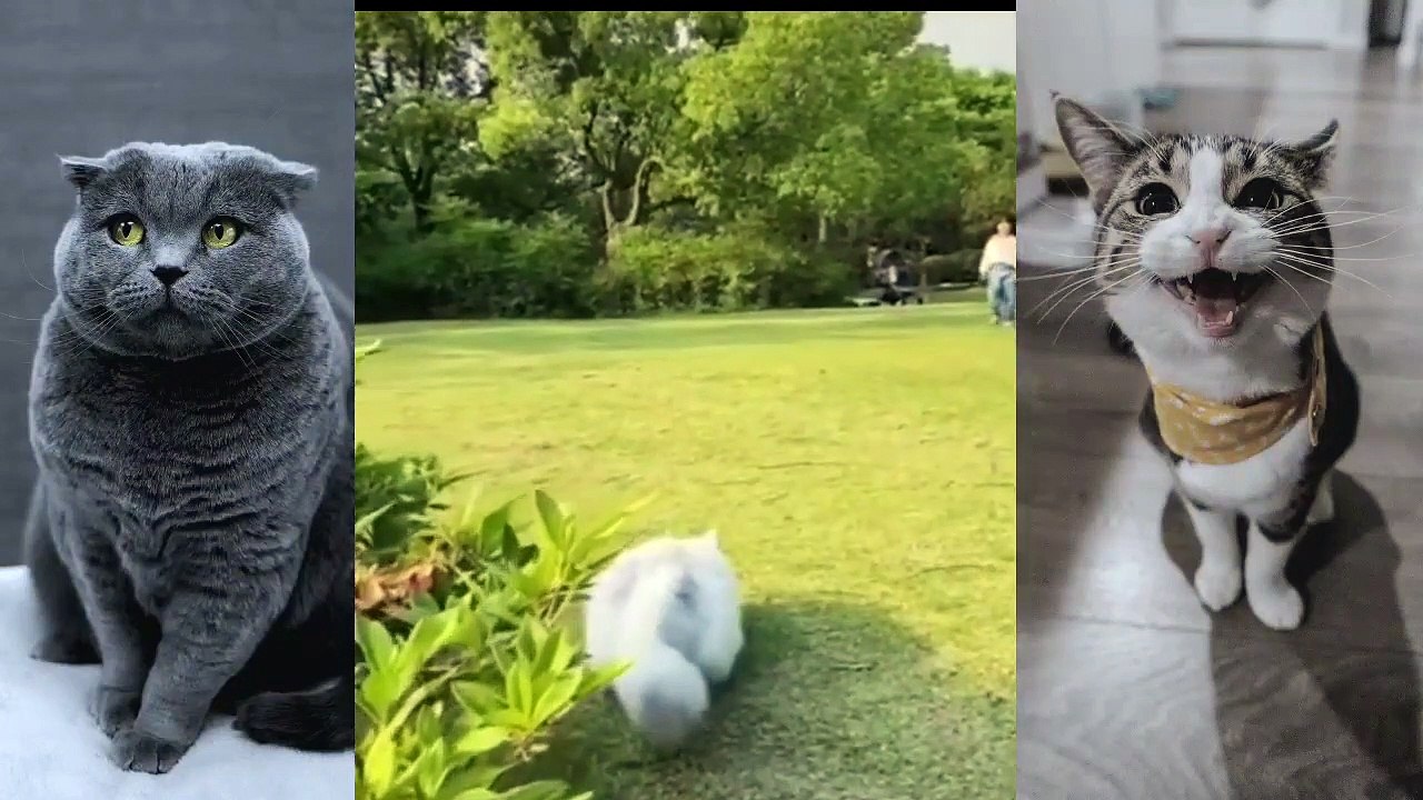 FUNNY CATS COMPILATION,TINGKAH HEWAN LUCU BIKIN KETAWA LEPAS - video Dailymotion