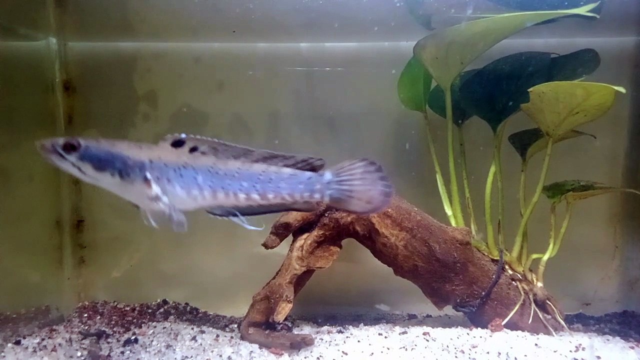 Cana/gabus - Video Dailymotion