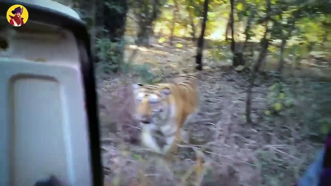 49 Scary Wild Animal Encounters Caught On Camera - video Dailymotion