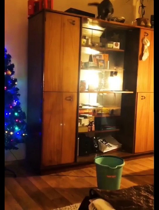 Funny Animals Videos 2022 -Funniest Cats and Dogs Part _144p - video ...