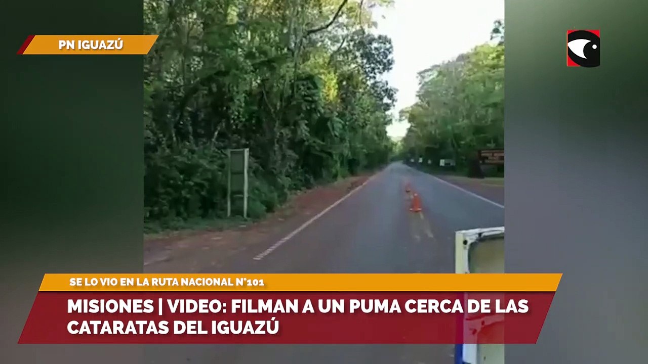 Misiones | video: filman a un puma cerca de las Cataratas del Iguazú ...