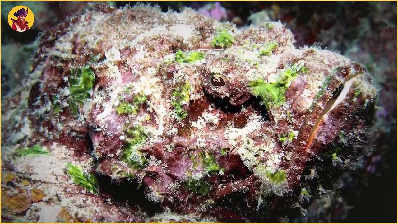 The Most Savage And Spectacular Undercover Fish In The Sea - video ...
