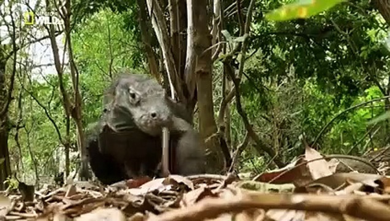 National Geographic Documentary - The Greatest Apex Predators on Earth ...