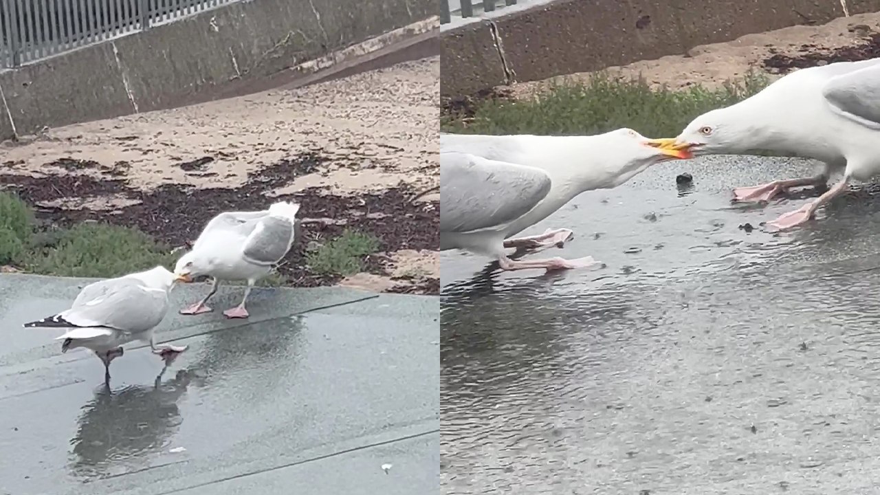Savage seagull laughs at its opponent after sending it crashing down to ...