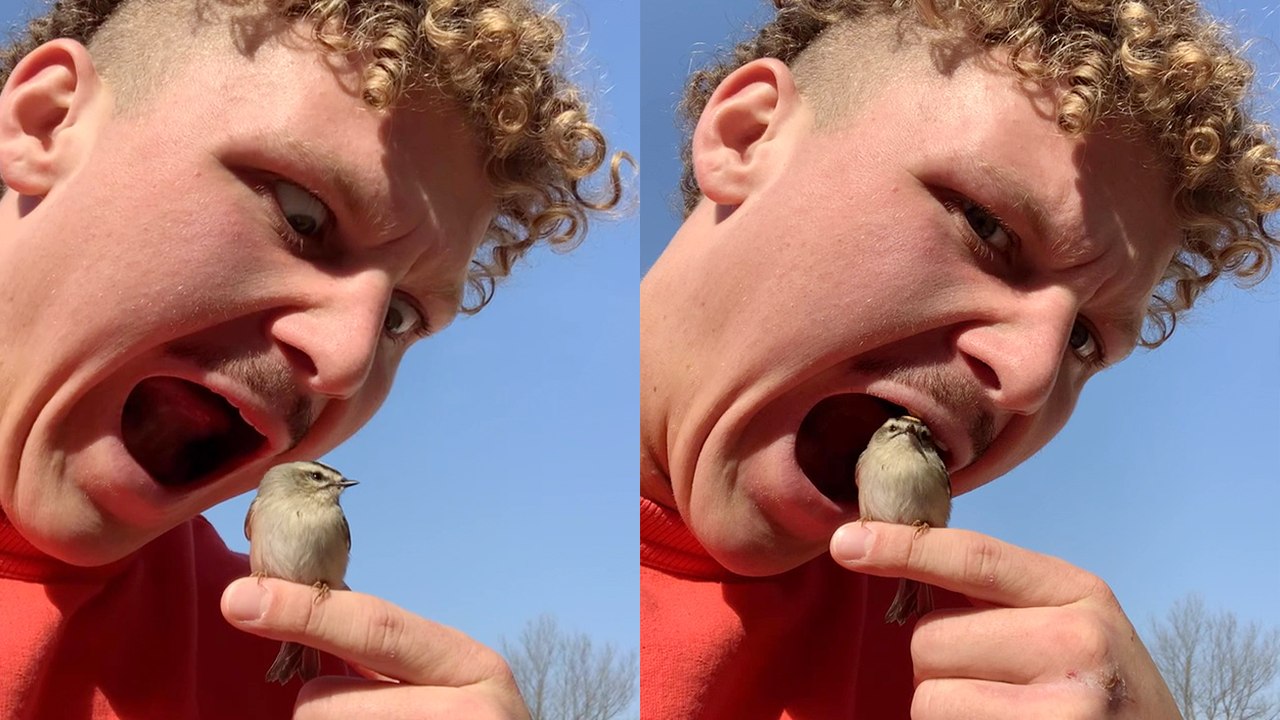 Chill bird shows ZERO FEAR when a prankish man puts it in his mouth ...