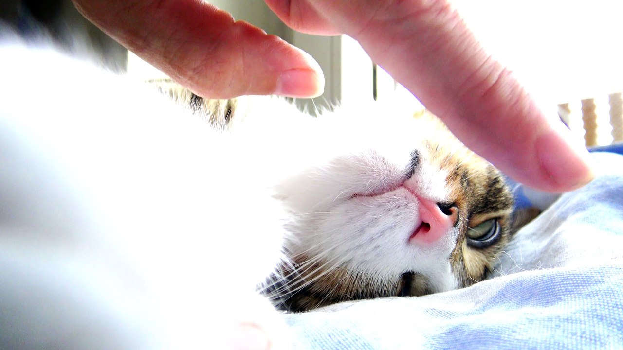 Is the Sweet Kitten OK - video Dailymotion