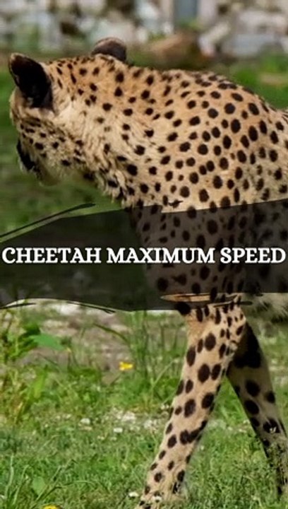 CHEETAH_MAX_SPEED #shorts(4K) - video Dailymotion