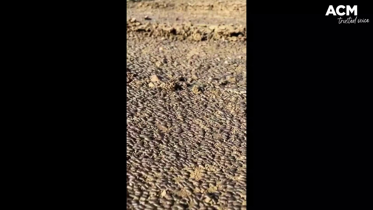 Ground lice at Ilfracombe | November 9, 2022 | Queensland Country Life ...