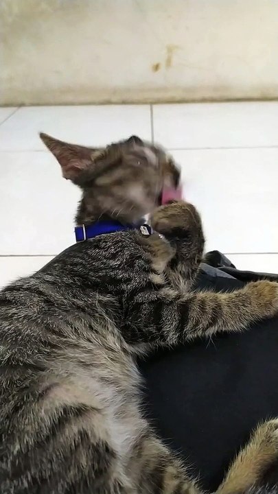 Video Viral Kucing Lucu - Video Dailymotion