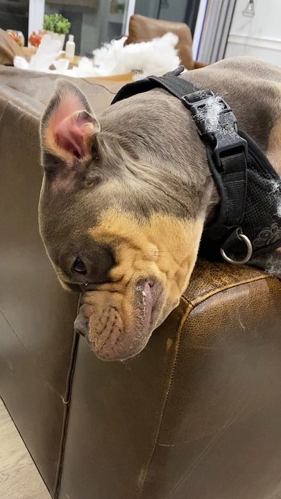 Brick the Bully Dog Rips Couch Apart - video Dailymotion