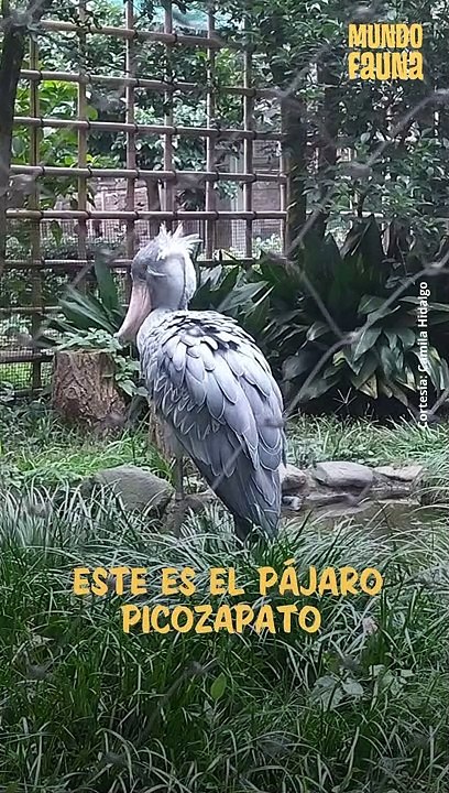 Pájaro picozapato: la imponente y solitaria ave de África - Vídeo ...