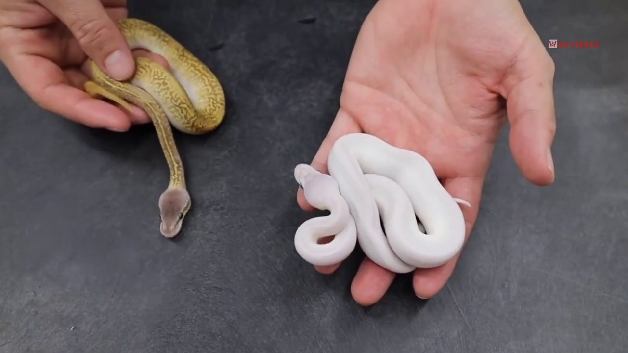 These are the 5 Most Expensive Snakes in the World - Dare to Keep ...