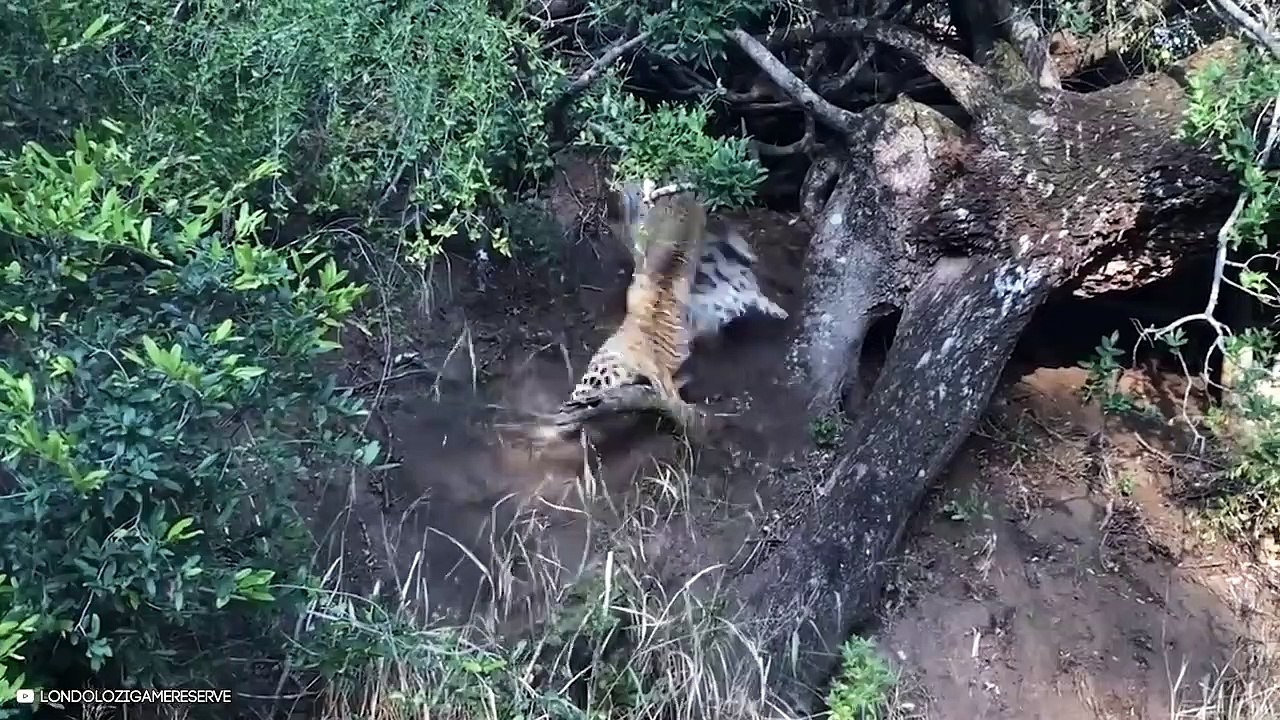 15 Terrific Moments Of Animals Fighting Over Food - video Dailymotion