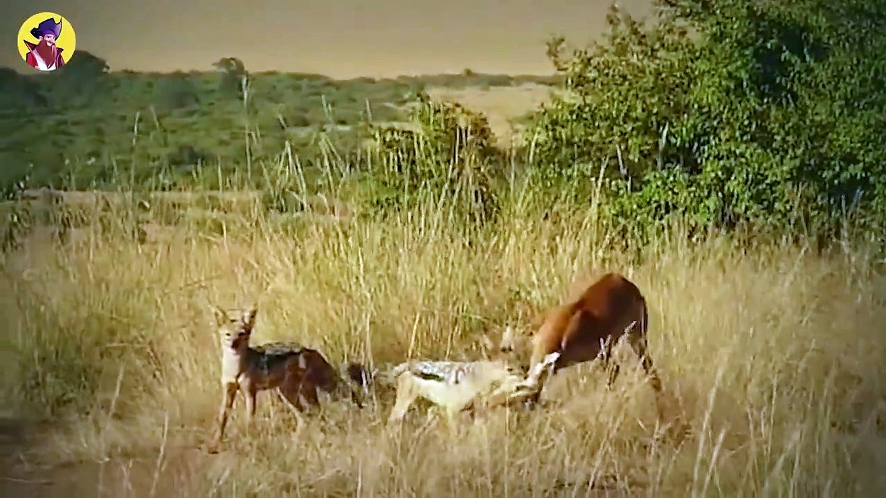 15 Wild Animals That Hunt In Packs Mercilessly Attacking And Killing ...