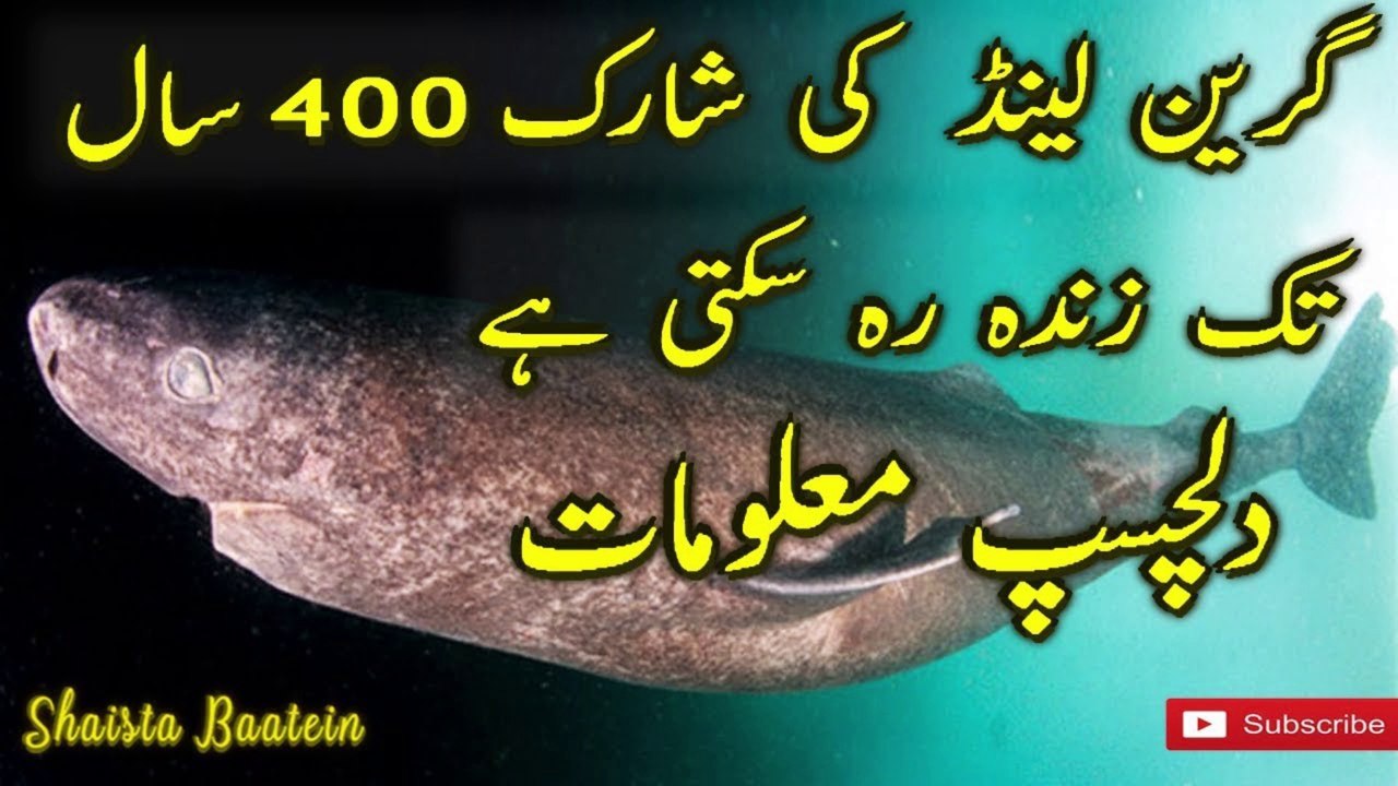Greenland Ki Shark - Oldest Greenland Shark In Urdu_Hindi - The 400 ...