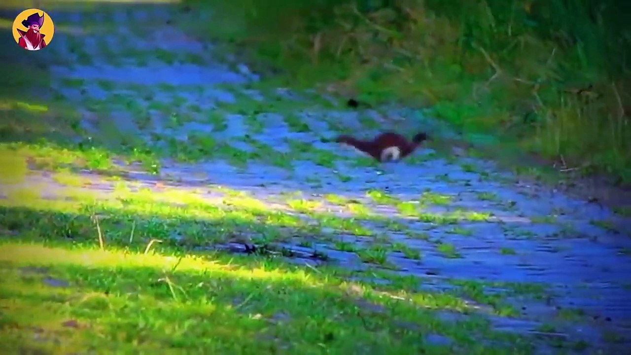 The Hunting Process And Lifestyle Of Stoats - video Dailymotion