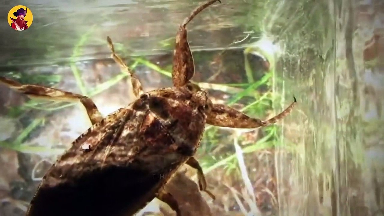 15 Crazy Water Bugs And Water Scorpions Terrorizing Swamps - video ...