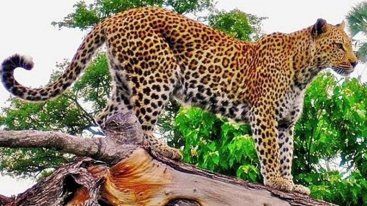 Endemic Animals of Java Island - video Dailymotion