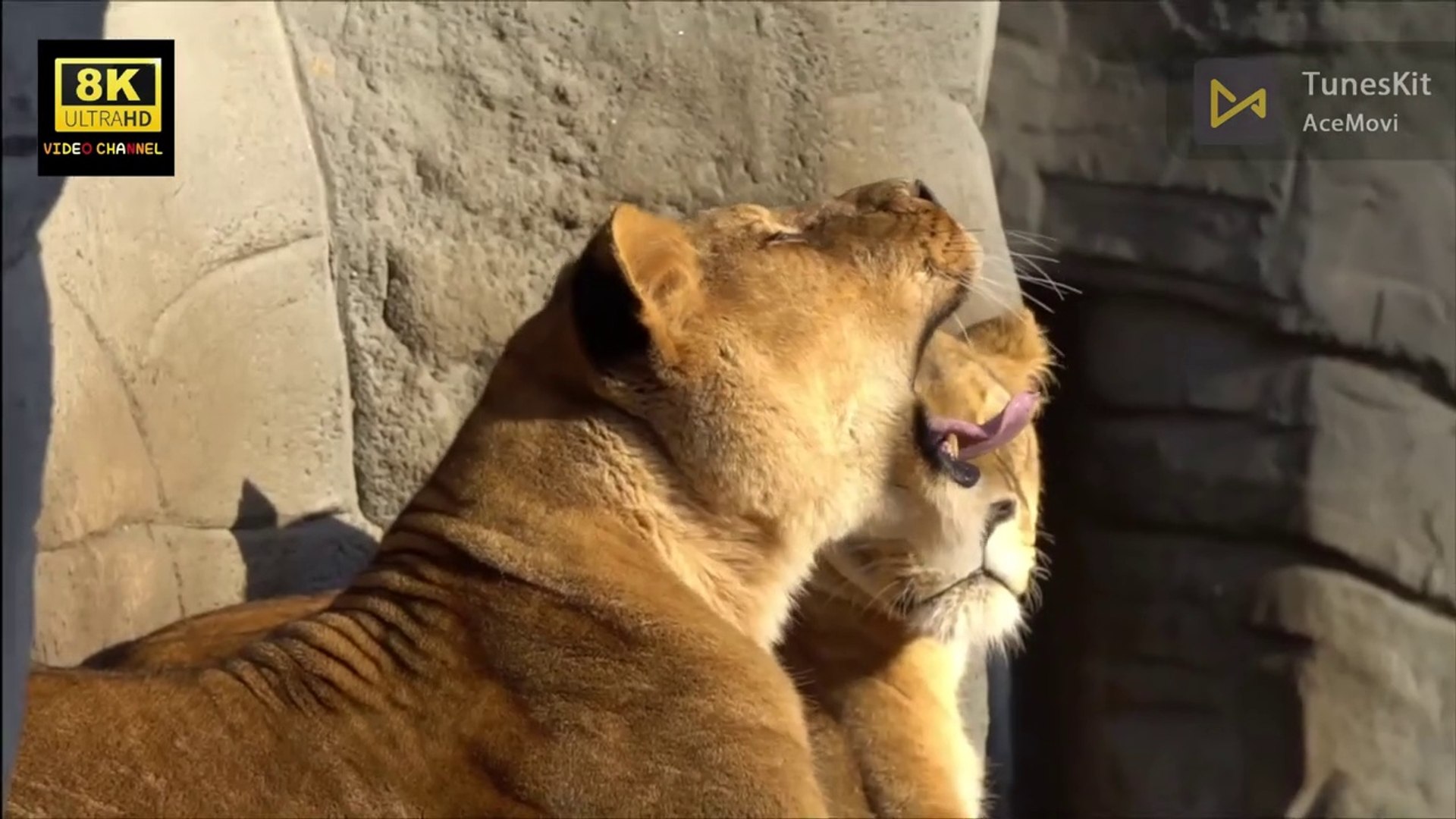 National Geographic Animals Video