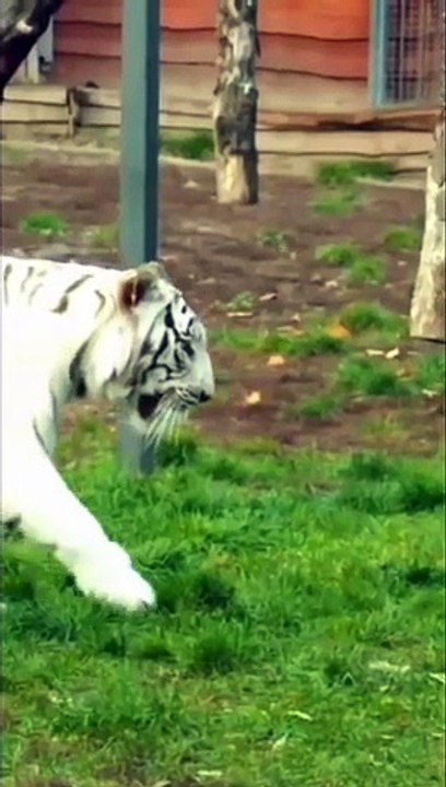 Animal sound video part3 - video Dailymotion