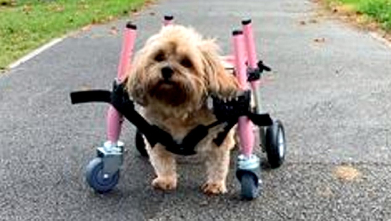 Amazing! Paralyzed Dog Learns to Run Again After Physiotherapy and TLC ...