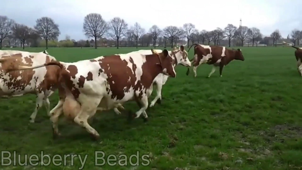 FUNNY COW DANCE 2023, COW SONG, FUNNY COW MOO #cowdance - video Dailymotion