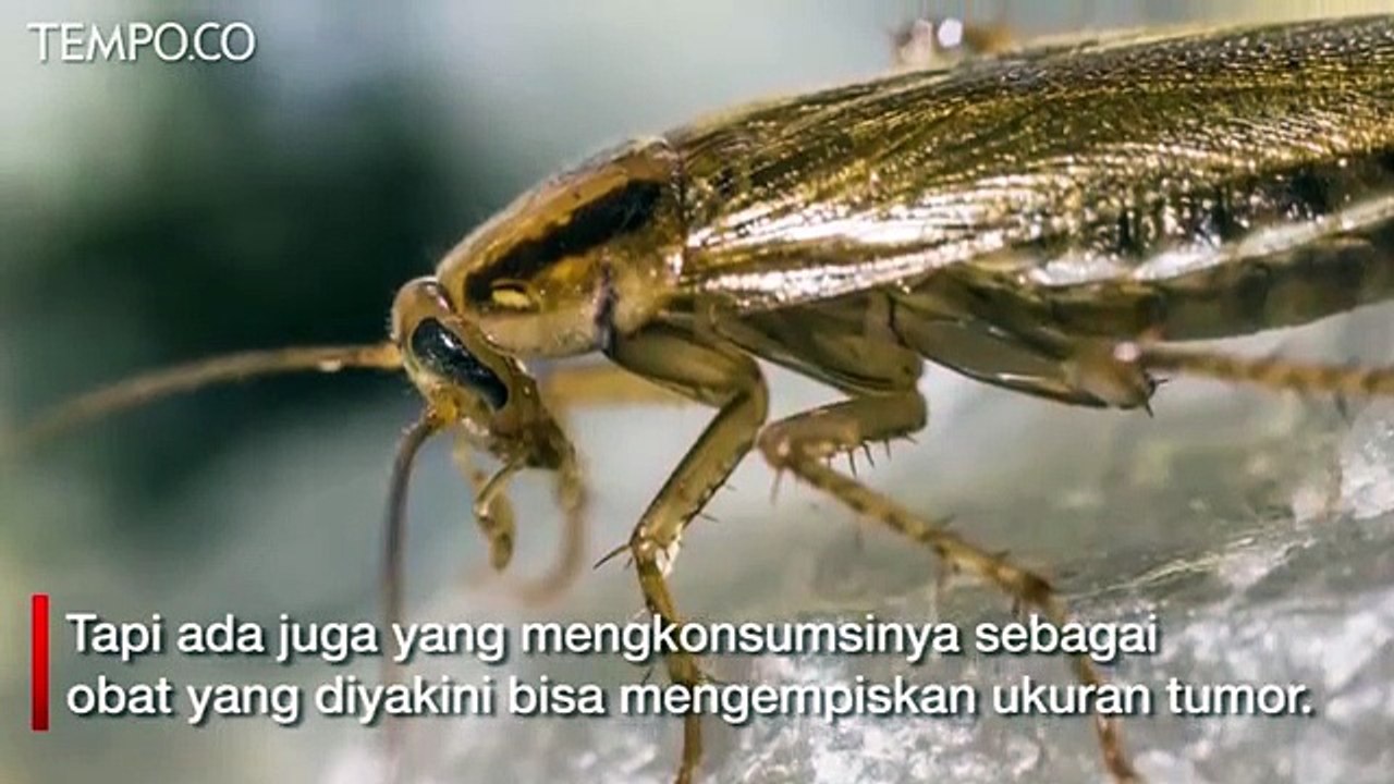 Ternak Miliaran Kecoak di Cina, Apa Saja Manfaatnya? - video Dailymotion