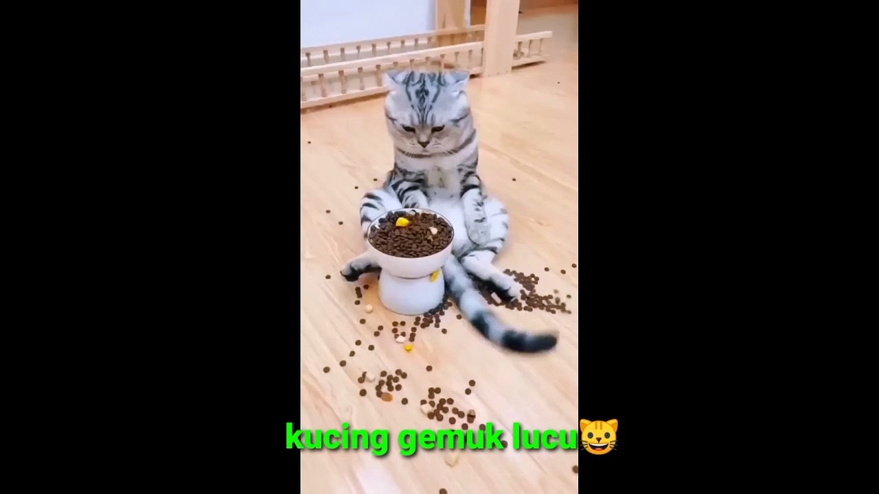 kucing gemuk lucu baget - Video Dailymotion