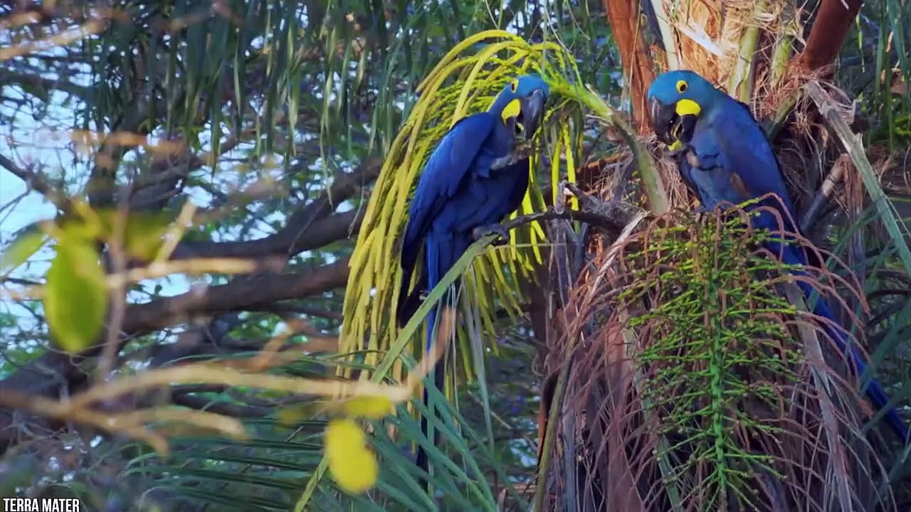 15 Most Expensive Birds In The World - video Dailymotion