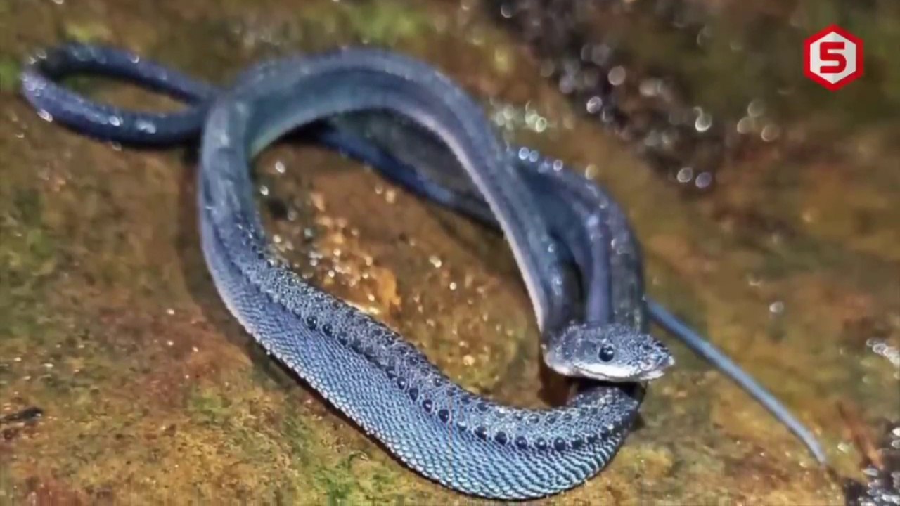 Heboh Ular Naga ditemukan hidup di pegunungan Karawang - Video Dailymotion