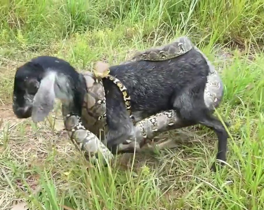 Gaint snake attack goat in field - video Dailymotion