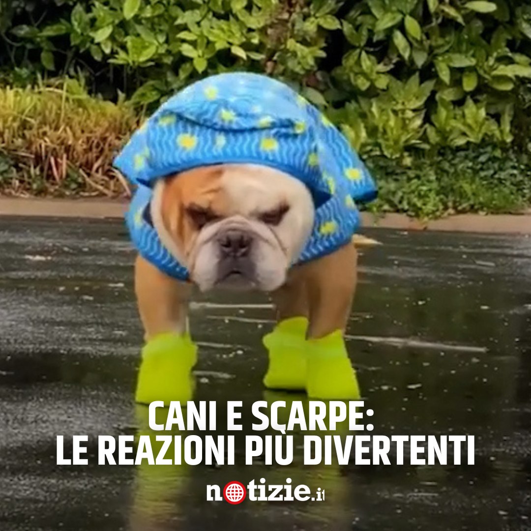 Meme Di Compleanno Cani Divertenti
