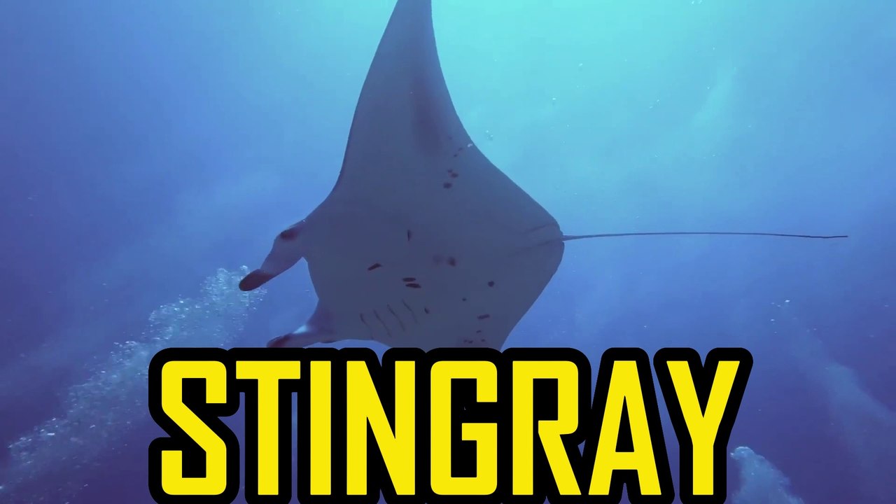 STINGRAY, the poison tail - video Dailymotion