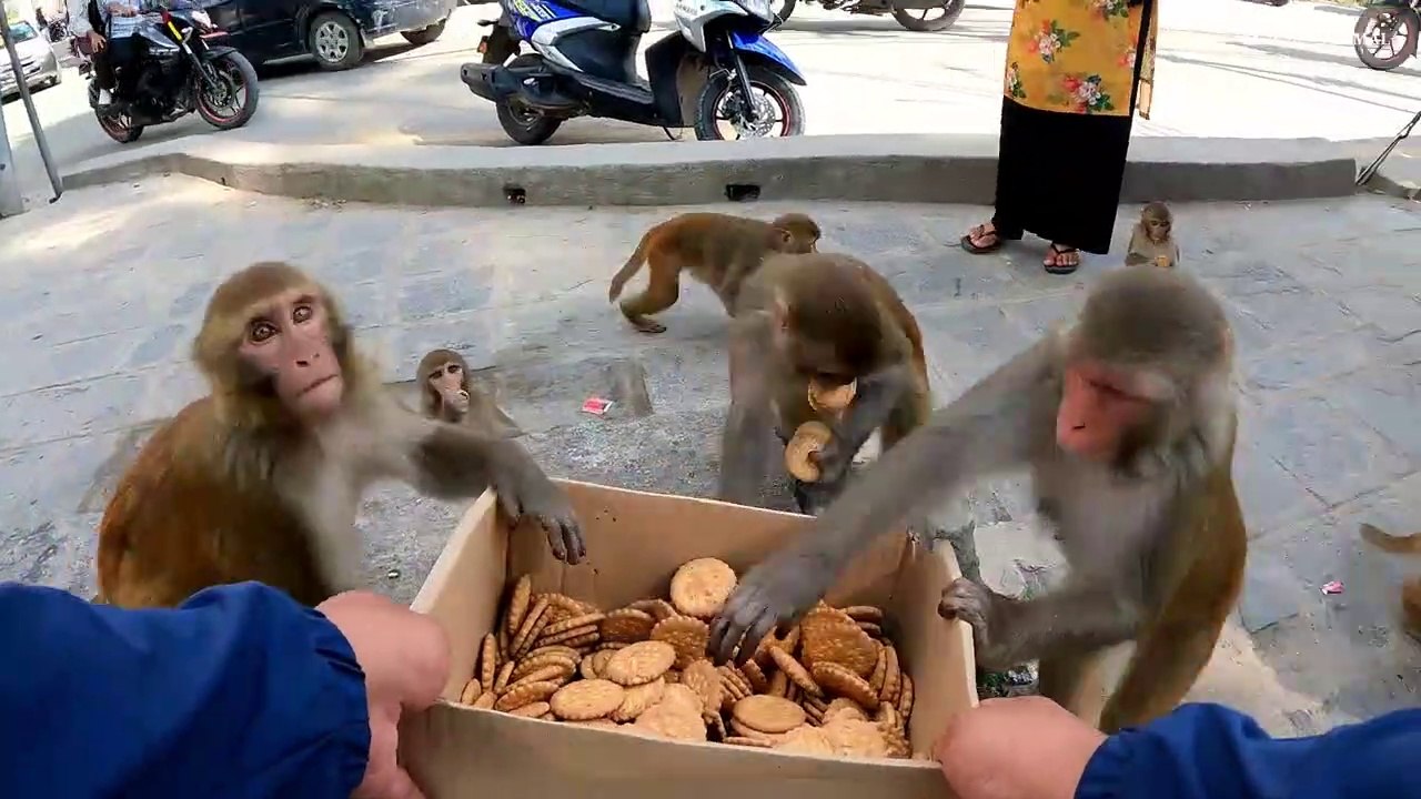 How polite and discipline monkey are sharing one box biscuits to eat ...