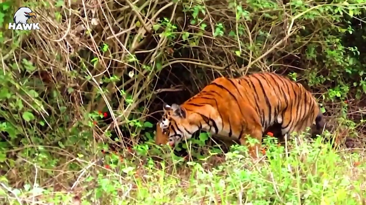 30 Tragic Moments When Wild Animals Injured...... - video Dailymotion